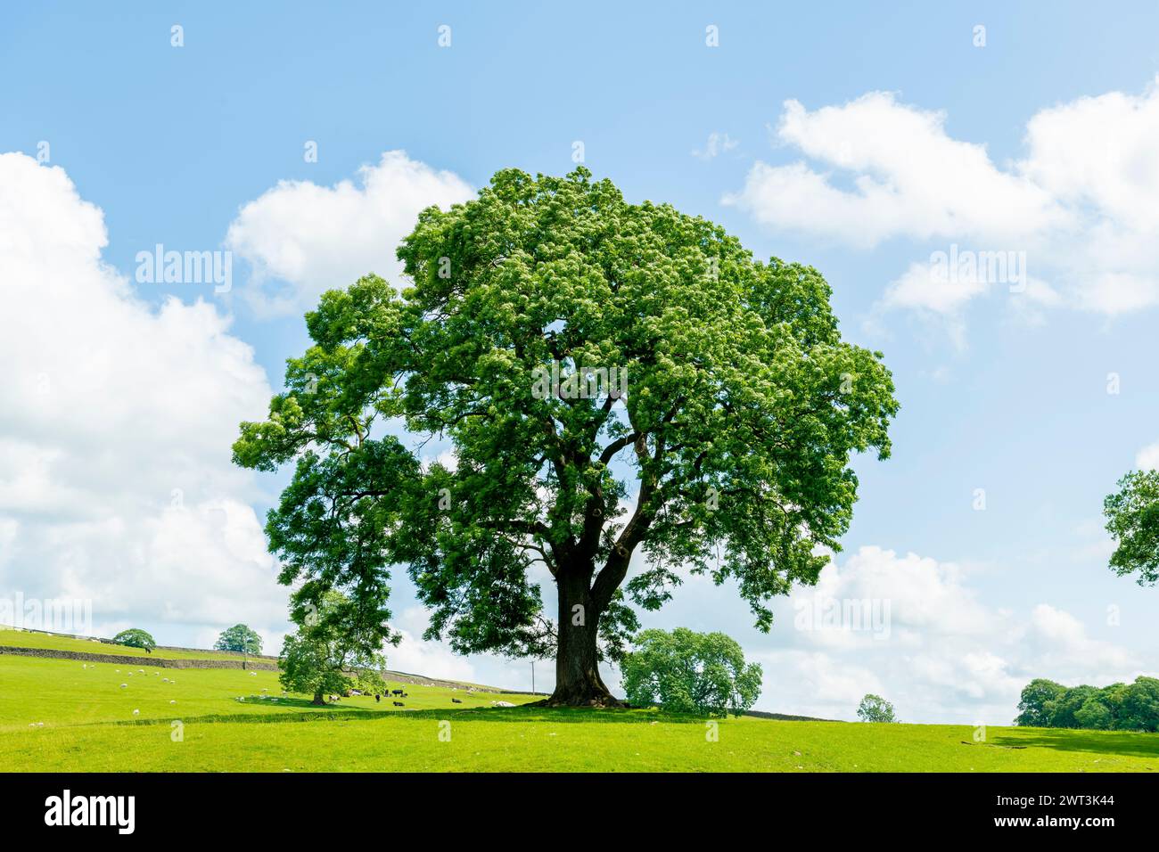 One tree is probably an ash tree standing alone in a green meadow under ...