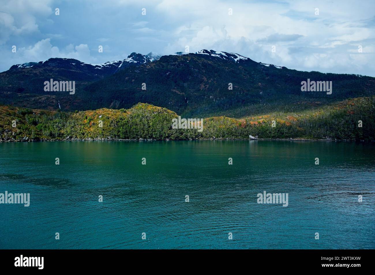 A sub polar forest in Ainsworth bay. The Magellanic subpolar forests is ...