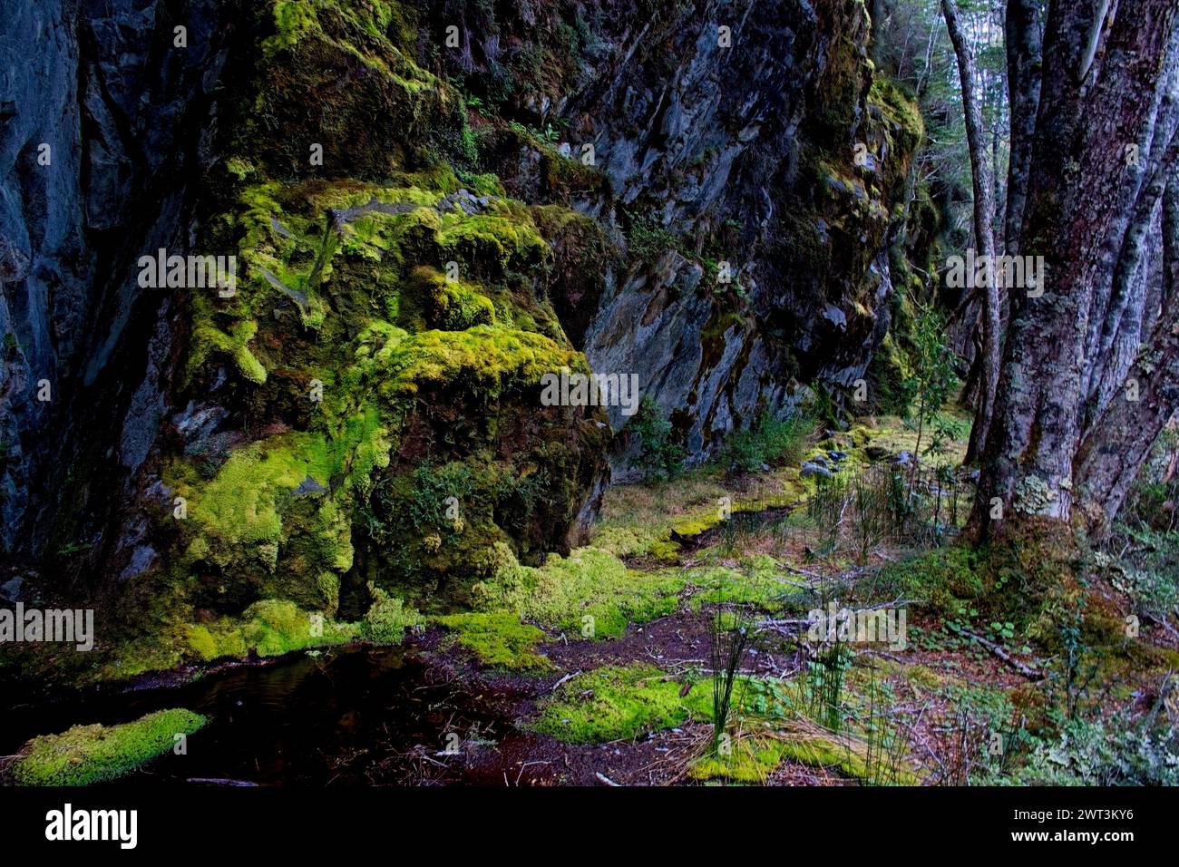Subpolar rainforest hi-res stock photography and images - Alamy