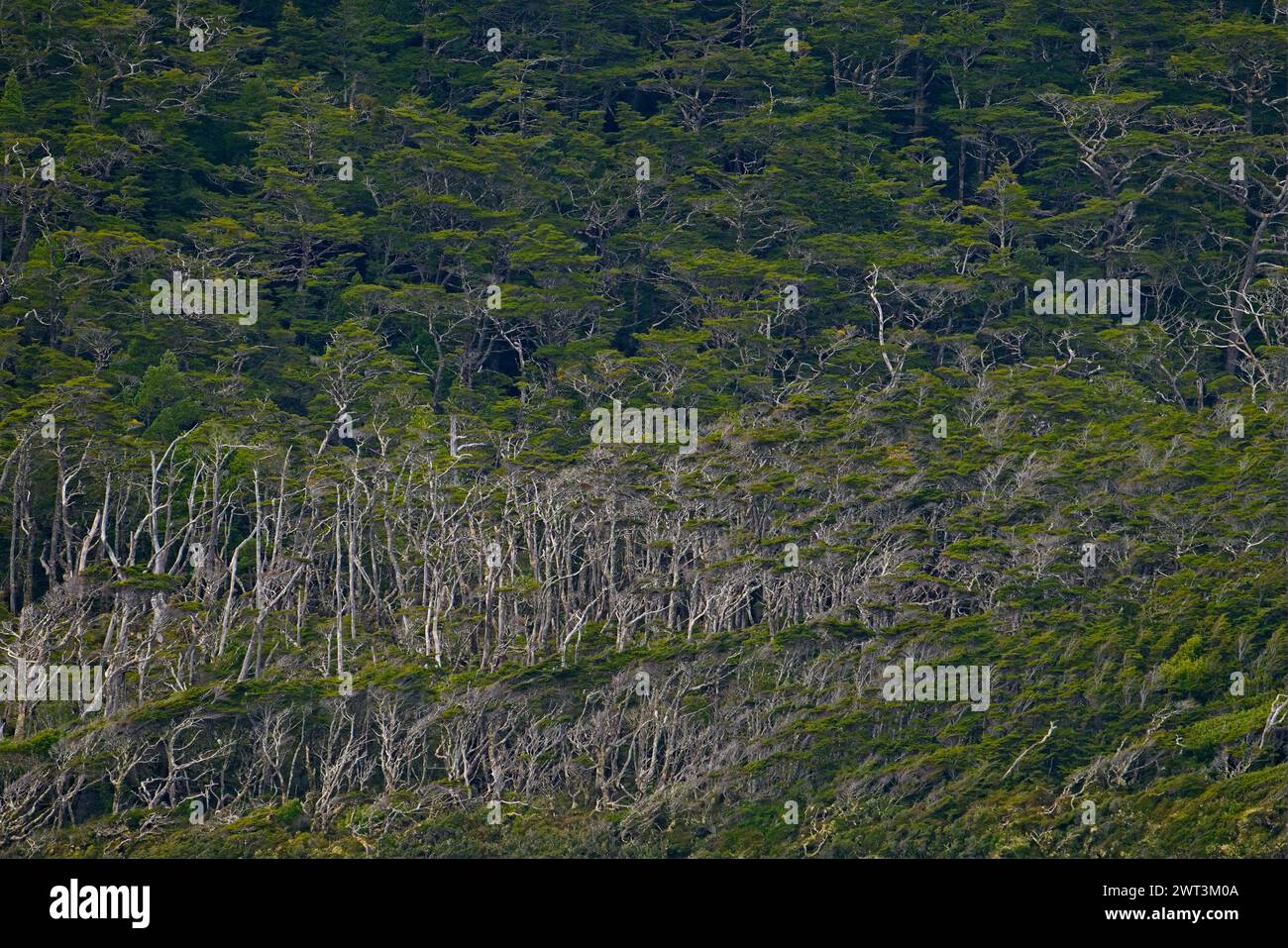 The Magellanic subpolar forests is an ecoregion dominated by trees of ...