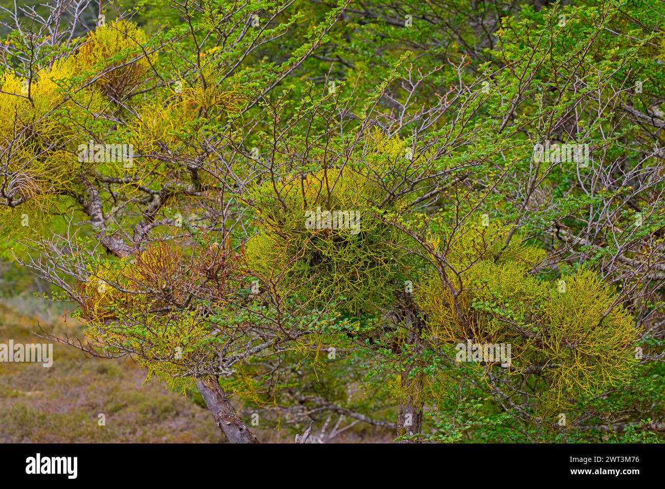 Subpolar rainforest hi-res stock photography and images - Alamy