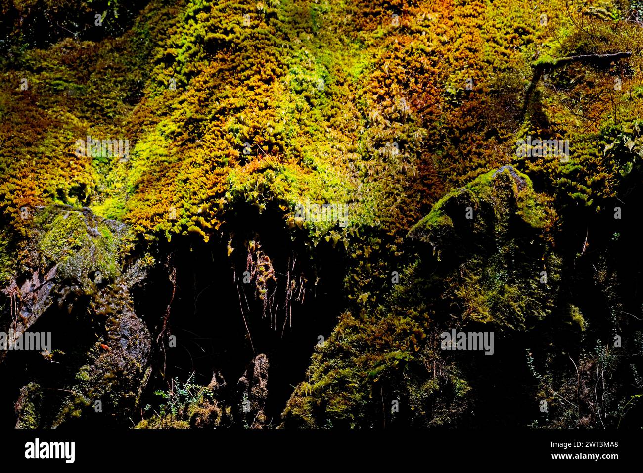 Subpolar rainforest hi-res stock photography and images - Alamy