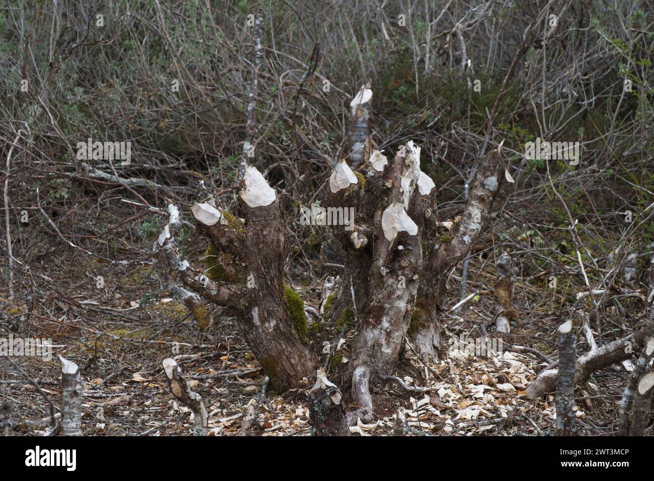 Subpolar rainforest hi-res stock photography and images - Alamy