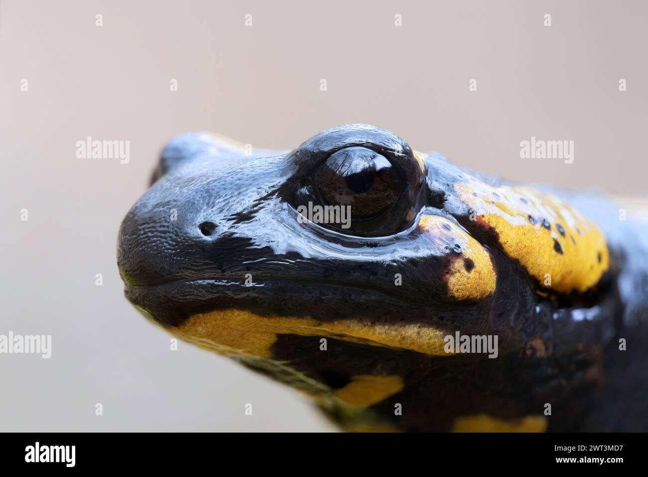 macro portrait of beautiful salamander (Salamandra salamandra Stock ...
