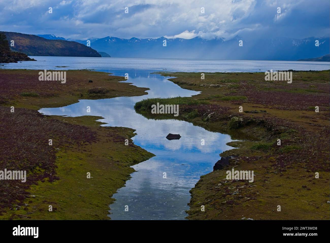 Subpolar rainforest hi-res stock photography and images - Alamy