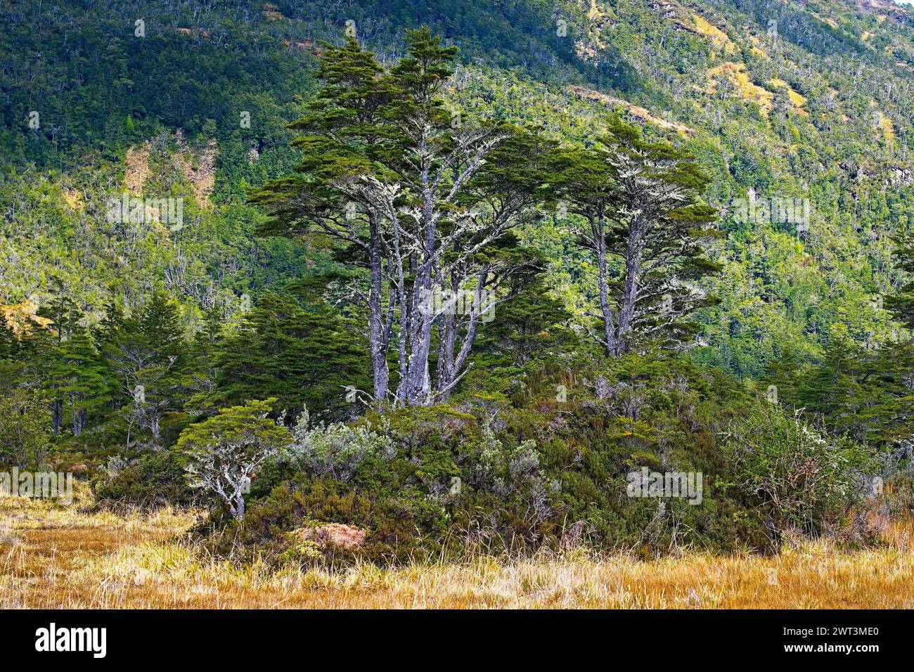 The Magellanic subpolar forests is an ecoregion dominated by trees of ...