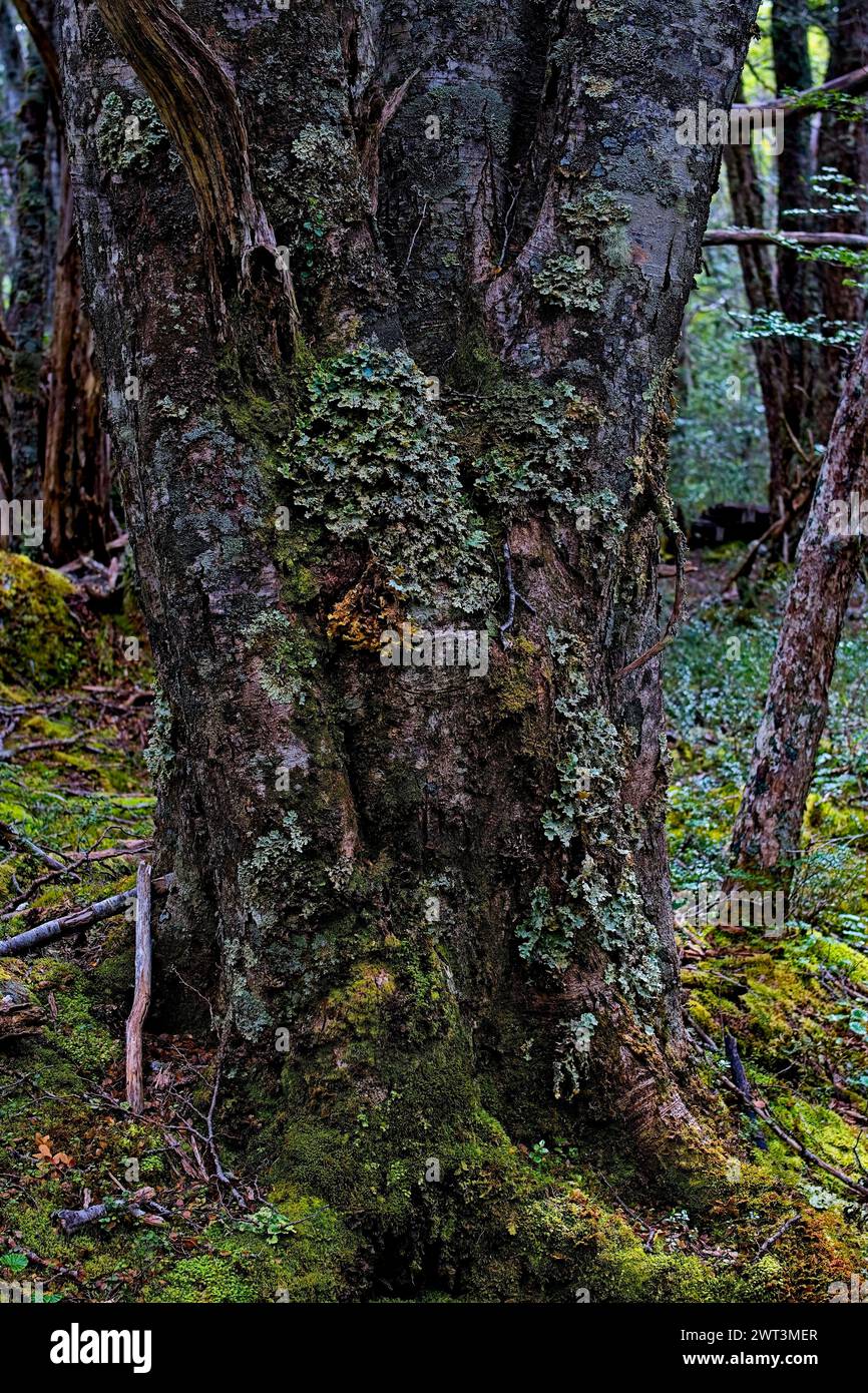 Subpolar ecosystem hi-res stock photography and images - Alamy