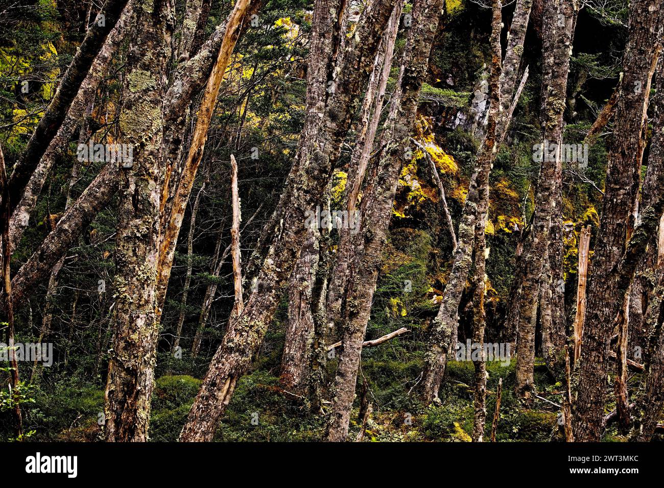 Subpolar rainforest hi-res stock photography and images - Alamy