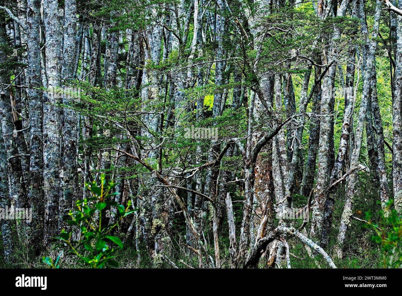 The Magellanic subpolar forests is an ecoregion dominated by trees of ...