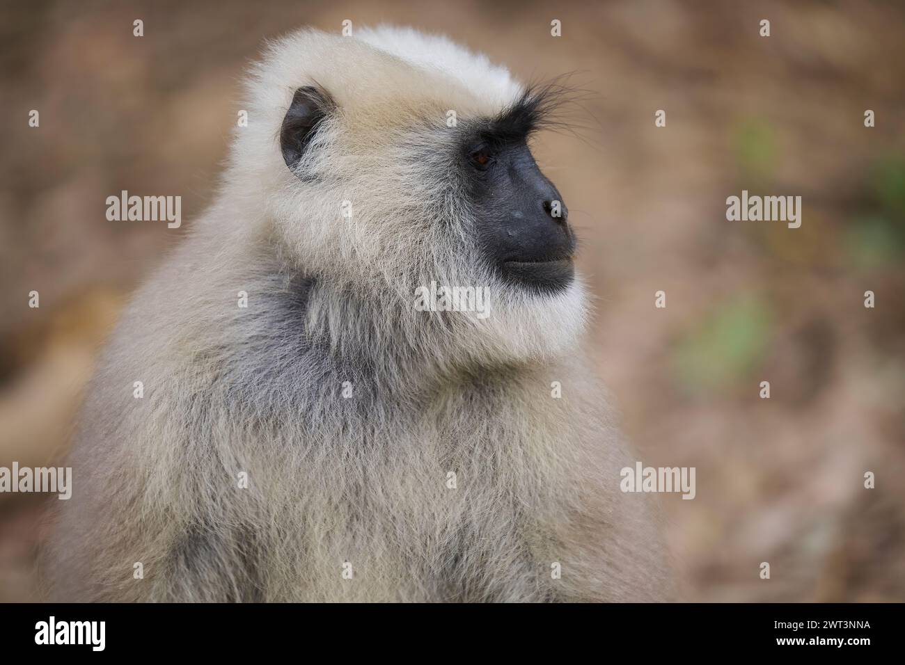 Indian langur image hi-res stock photography and images - Alamy