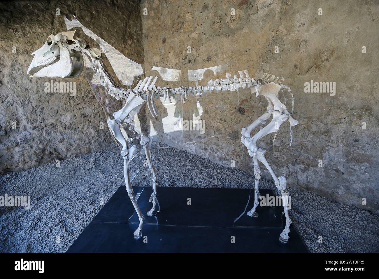 A view of the skeleton of Maiuri horse, victim of the eruption of 79 AD ...