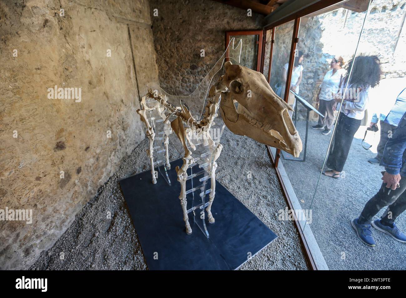 A view of the skeleton of Maiuri horse, victim of the eruption of 79 AD ...