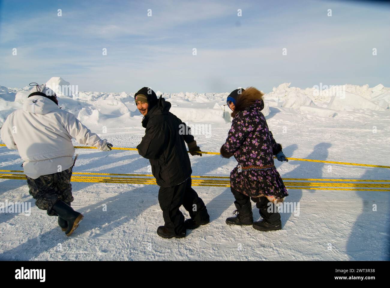 Inupiaq subsistence whalers bowhead whale catch on the pack ice during ...