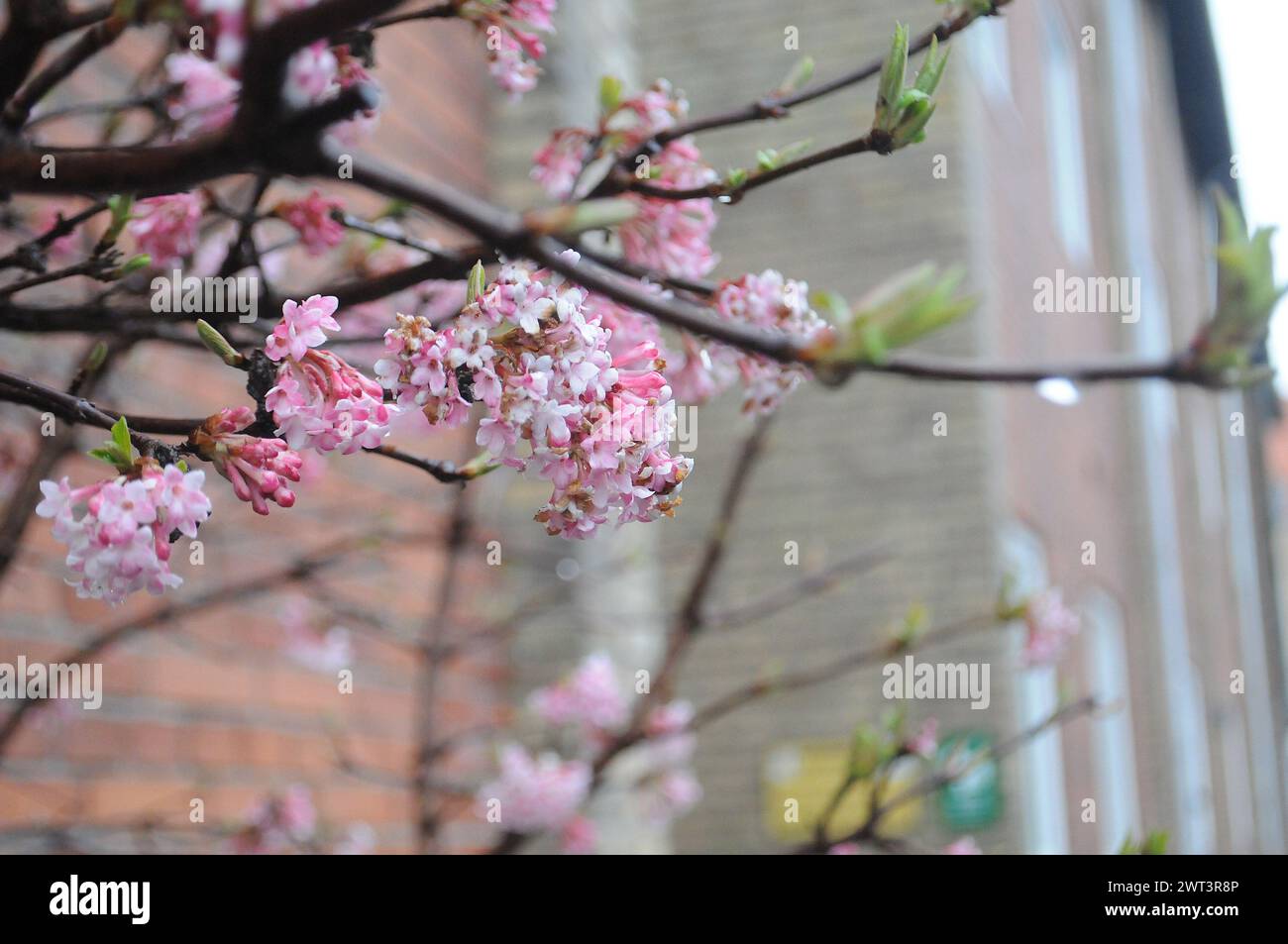 Copenhagen, Denmark /15 March 2024/Cheery blosoms and spring weather in ...