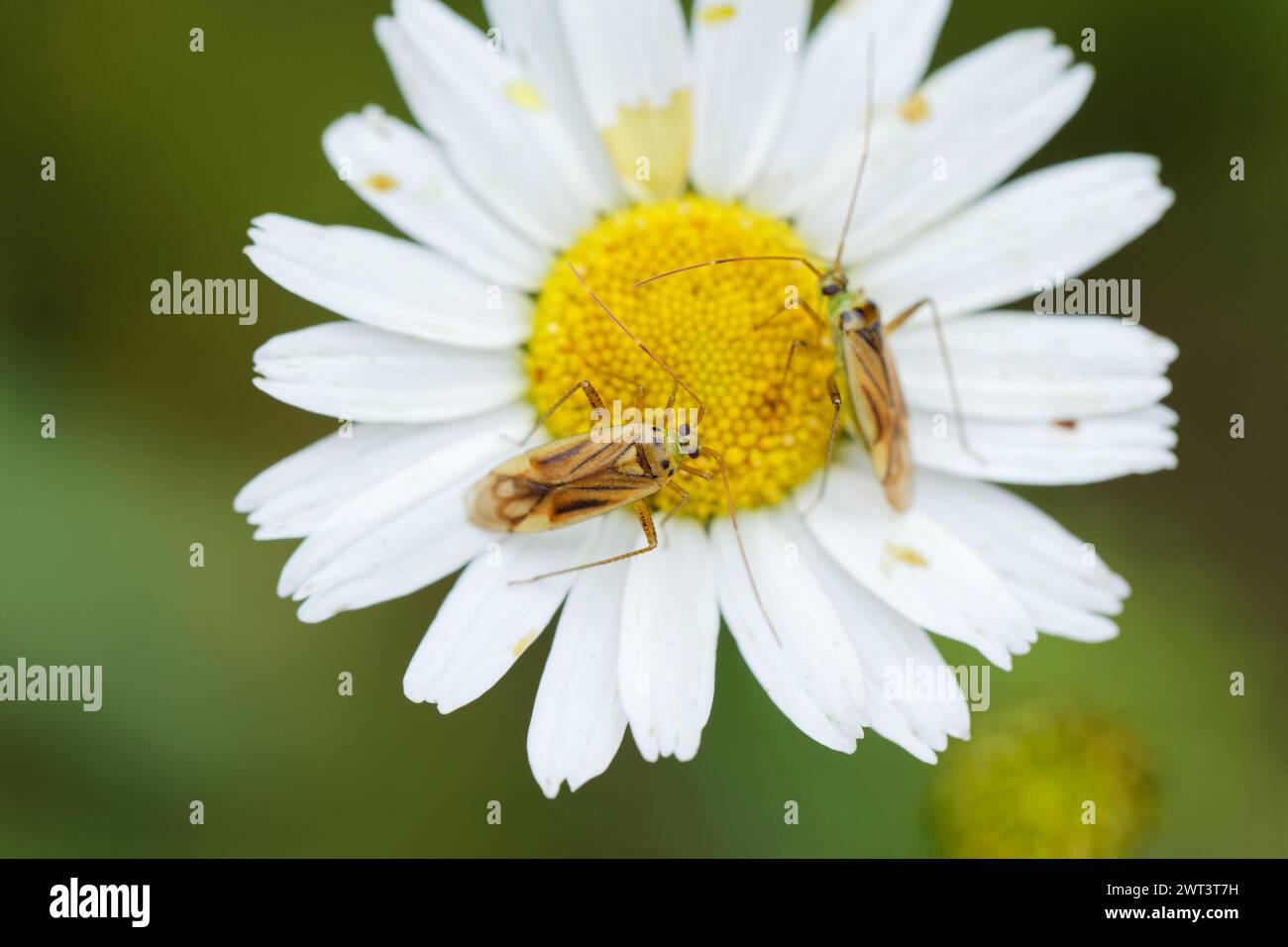 Mirid true-bug (Adelphocoris quadripunctatus Stock Photo - Alamy