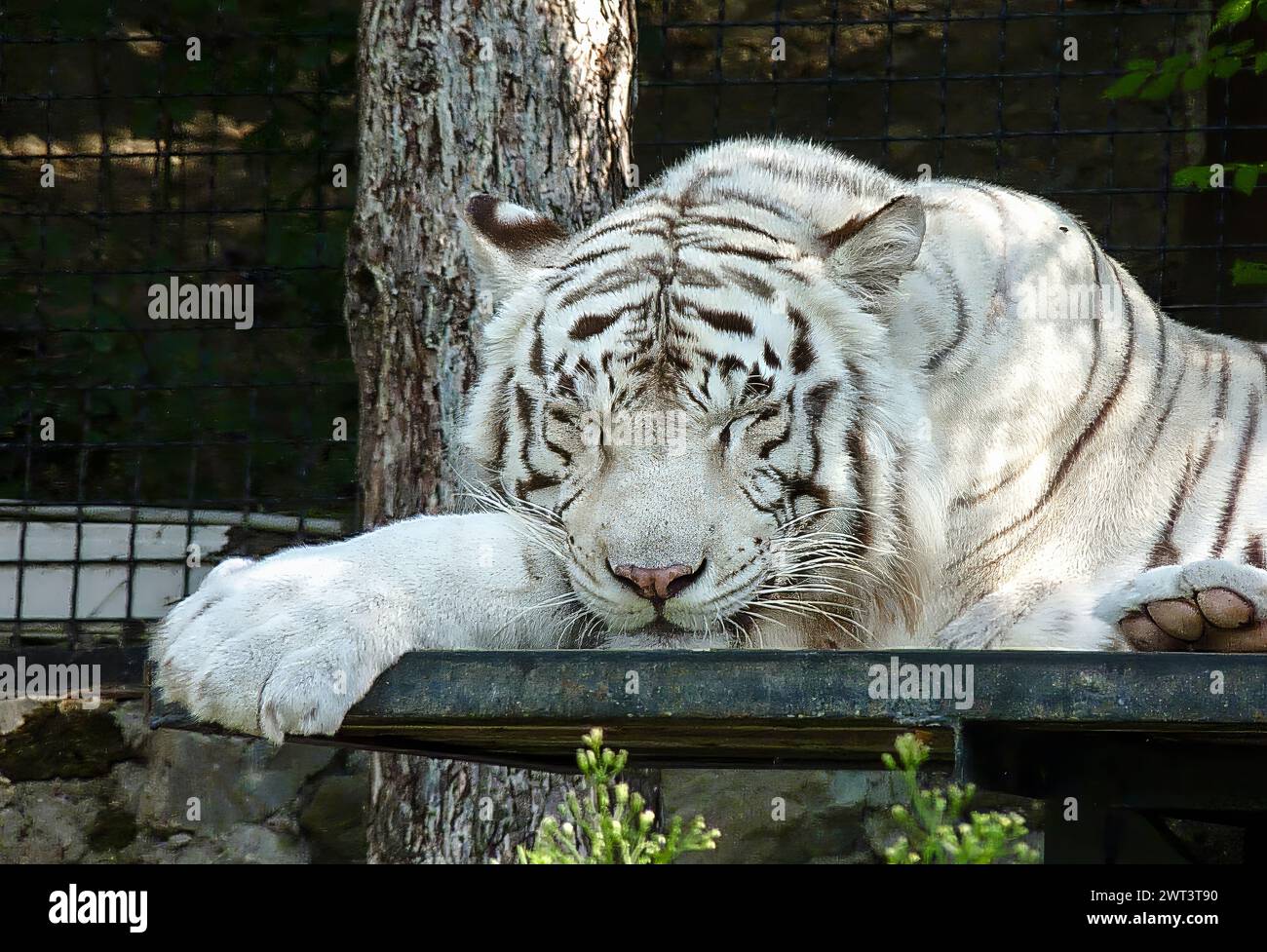 Wild big white tiger rests hi-res stock photography and images - Alamy