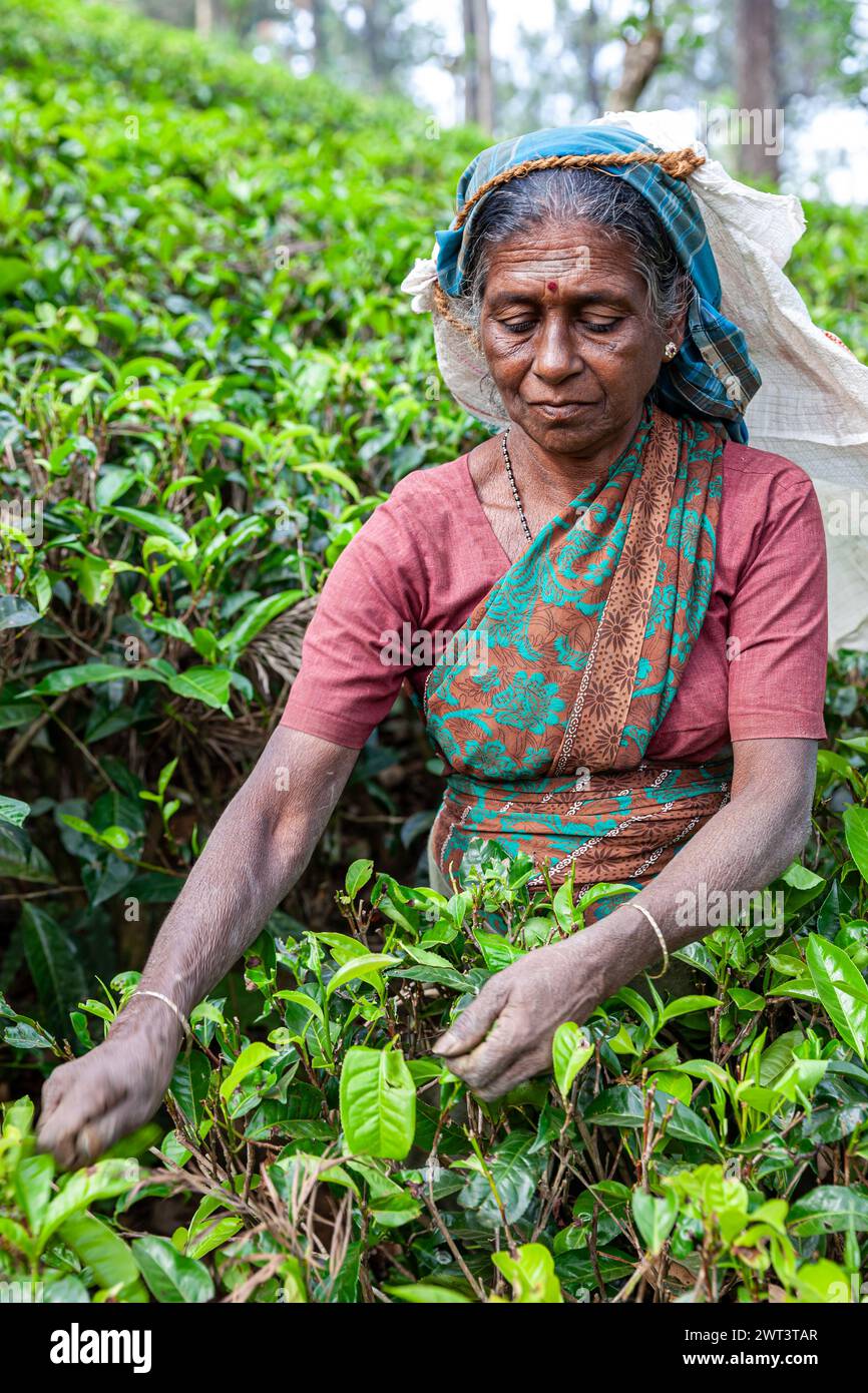 Sri Lanka, Nuwara Eliya, Tamil Tea picker Stock Photo - Alamy