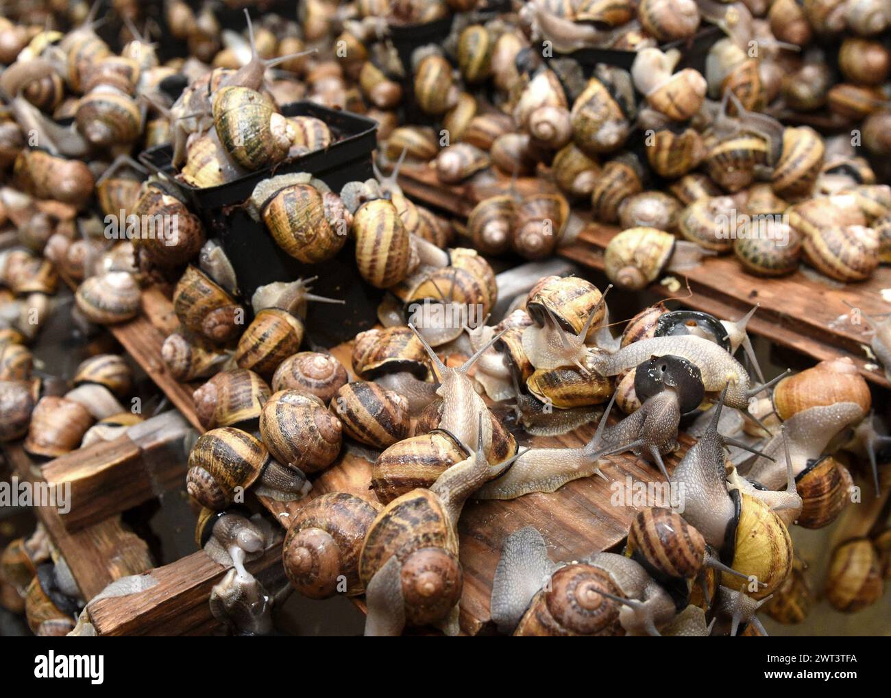 Edible snails farm. Grape snails (Helix pomatia Linnaeus Stock Photo ...