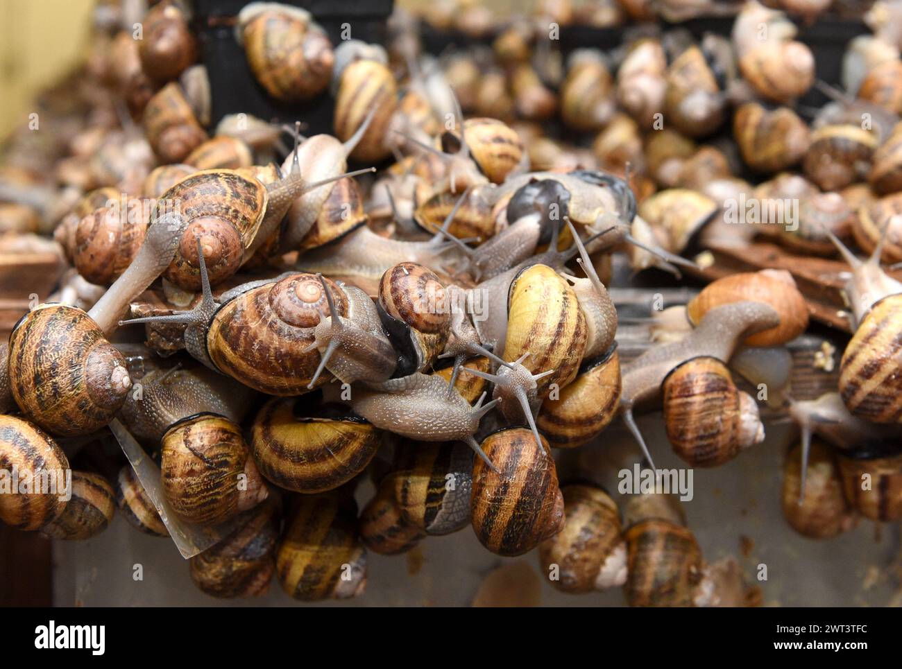 Edible snails farm. Grape snails (Helix pomatia Linnaeus Stock Photo ...
