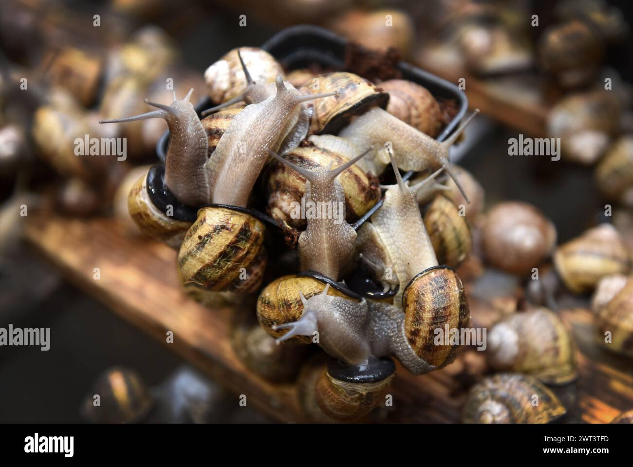 Fresh grape farm hi-res stock photography and images - Alamy