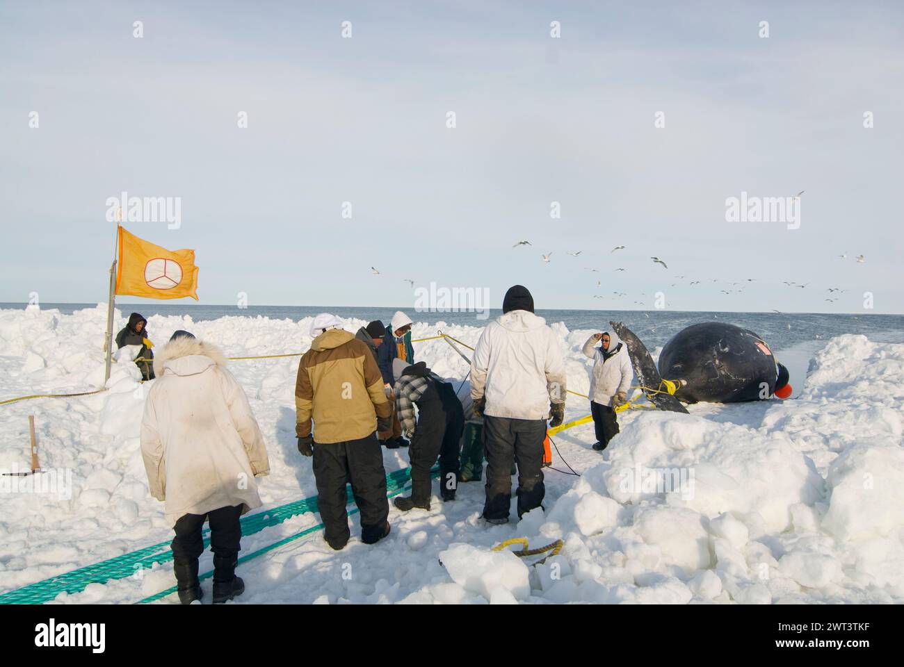 Inupiaq eskimo skin boat hi-res stock photography and images - Alamy
