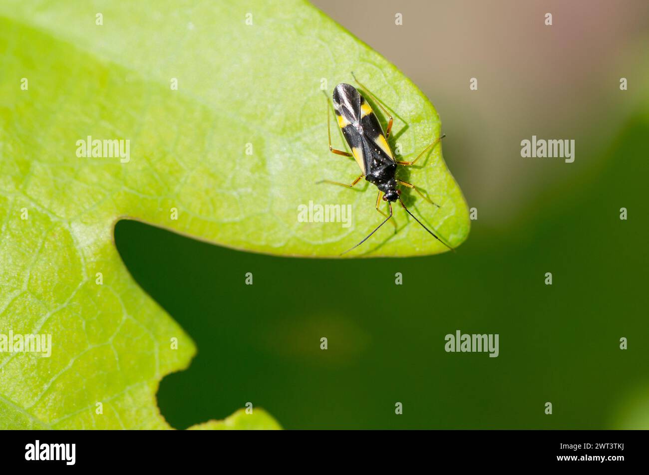 Four-spotted oak-bug (Dryophilocoris flavoquadrimaculatus Stock Photo ...