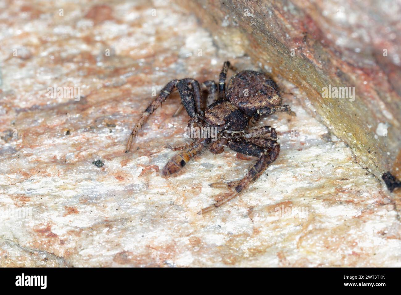 Spider of the genus Xysticus eater of the hunted A Slender Springtail ...