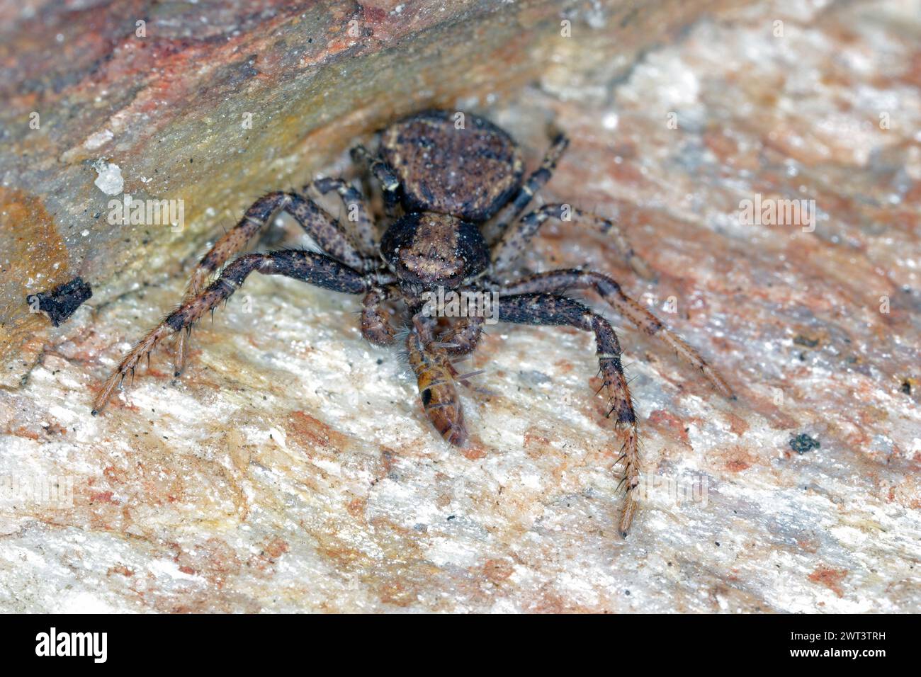 Spider of the genus Xysticus eater of the hunted A Slender Springtail ...