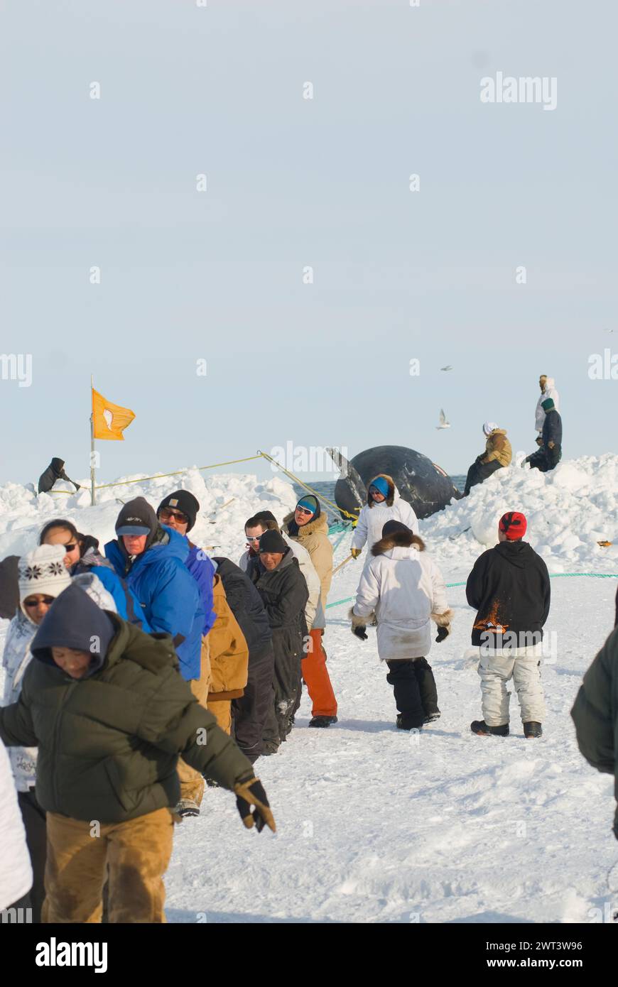 Inupiaq subsistence whalers bowhead whale catch on the pack ice during ...