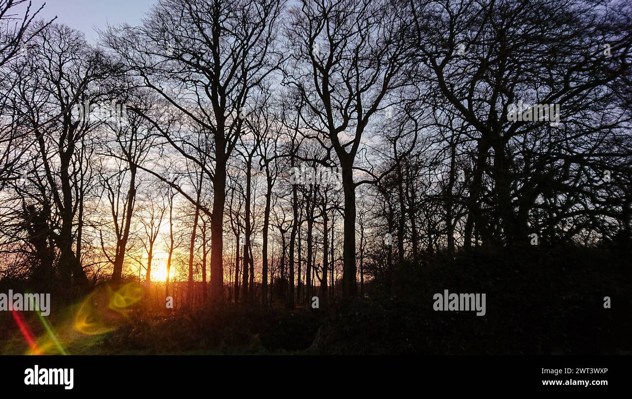 Sunset through trees in a park, UK Stock Photo - Alamy