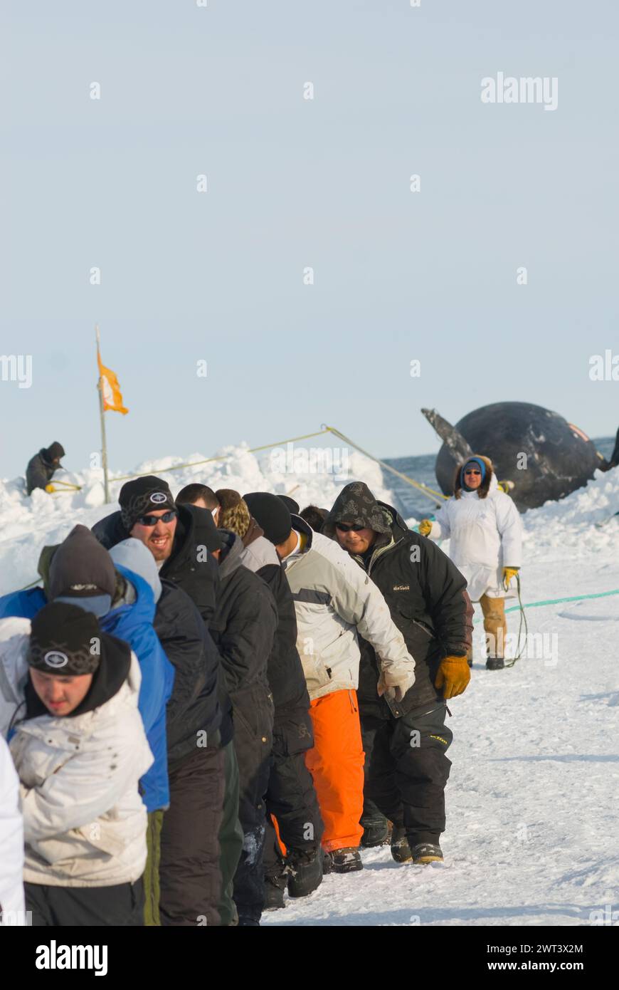 Inupiaq subsistence whalers bowhead whale catch on the pack ice during ...