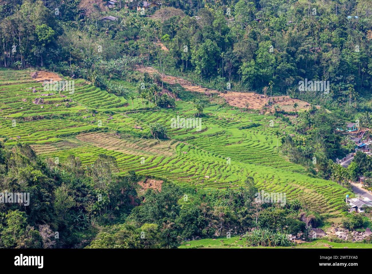 Sri Lanka, Nuwara Eliya, View of the tea fields from Kandy to Nuwara ...