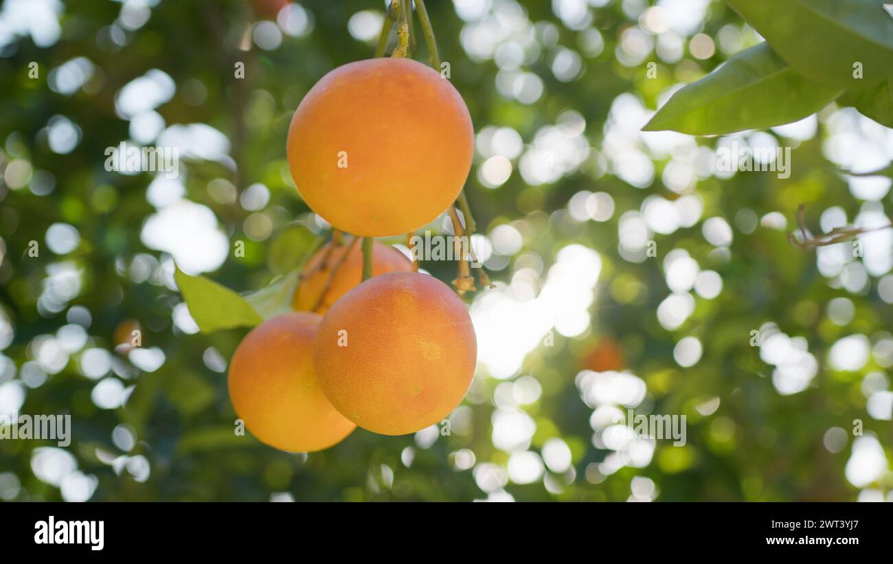 Harvesting tangerines hi-res stock photography and images - Alamy