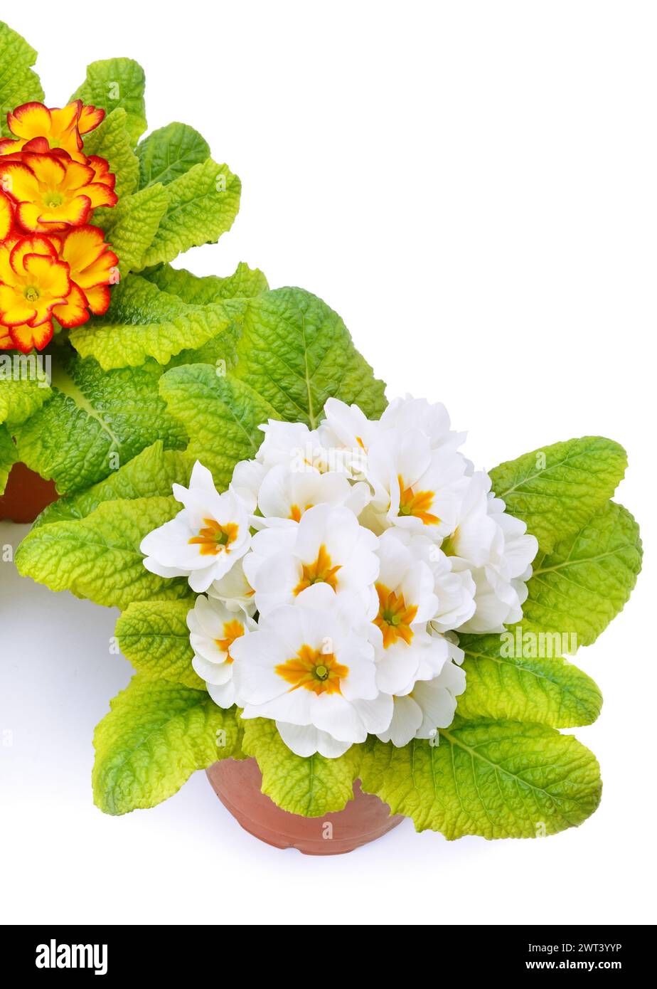 Primrose flowers isolated on white background Stock Photo - Alamy