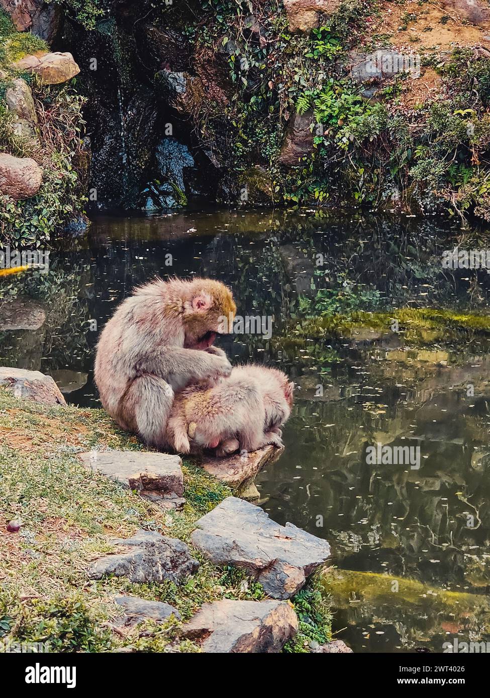 The Peace Of Nature For Two Monkeys Stock Photo - Alamy