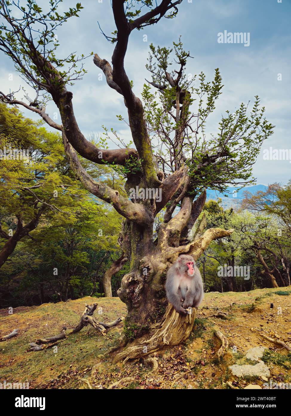 Calm Monkey Relaxing Under A Tree In Japan Stock Photo - Alamy