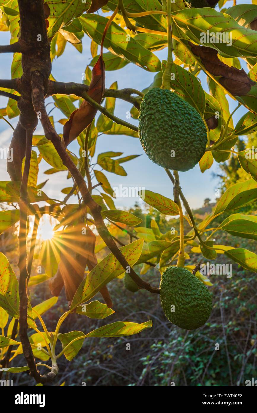 Hass variety avocados known for their rough skin on a tree Stock Photo ...