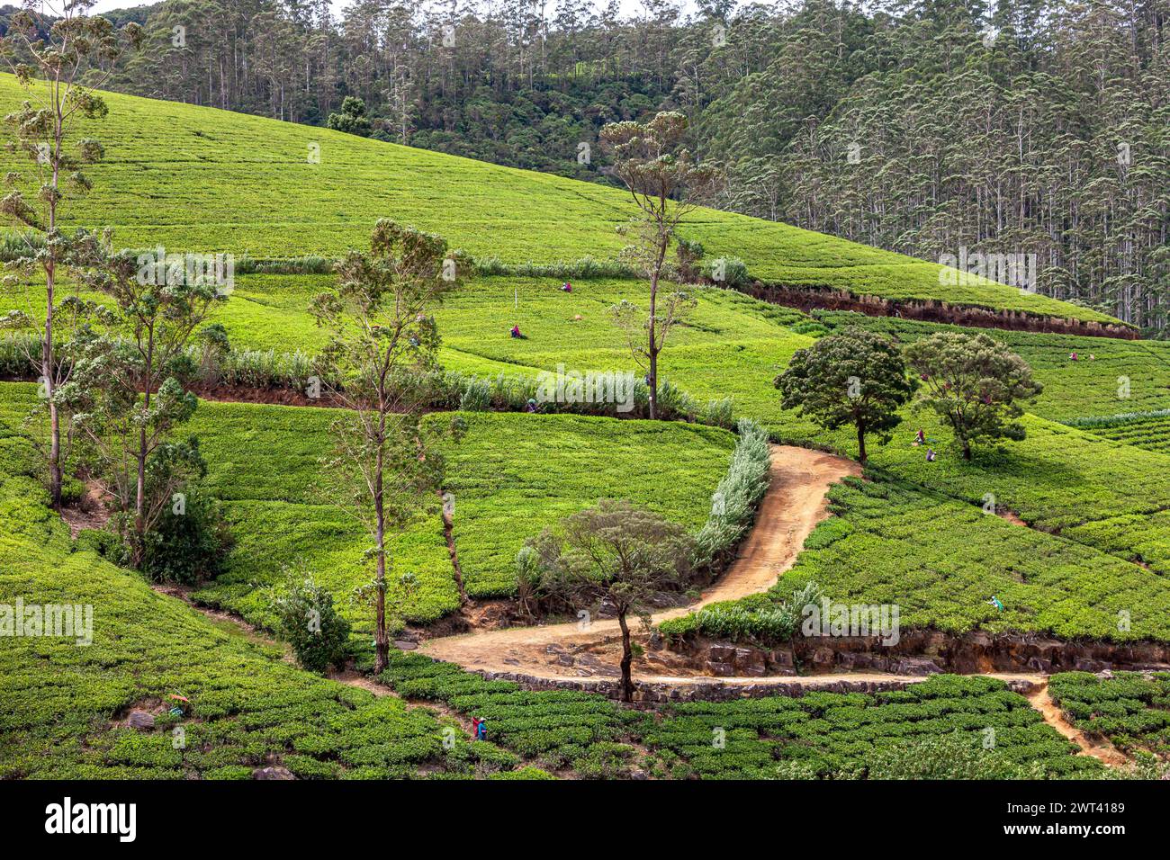 Sri Lanka, Nuwara Eliya, View of the tea fields from Kandy to Nuwara ...