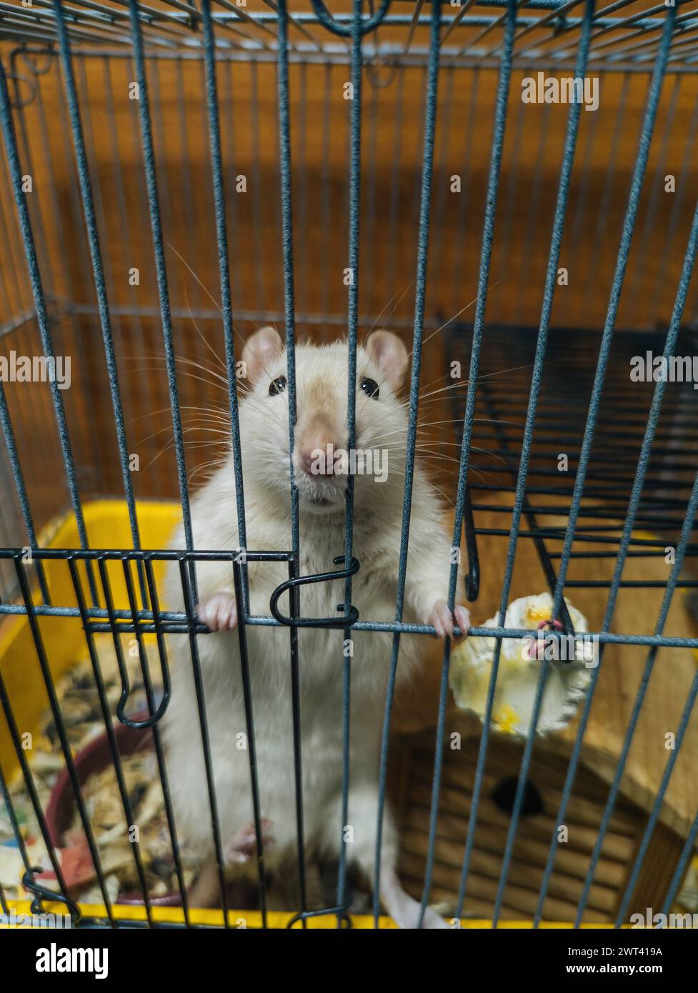 Laboratory rat in the cage Stock Photo - Alamy