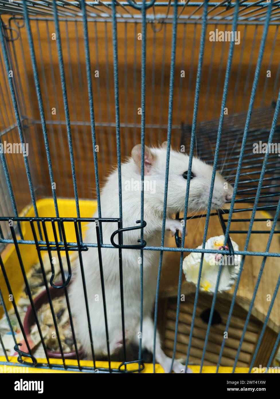 Laboratory rat in the cage Stock Photo - Alamy
