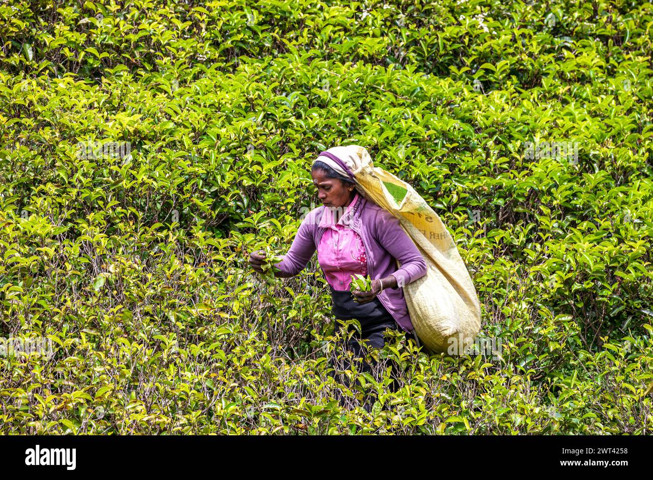 Sri Lanka, Nuwara Eliya, Tamil Tea picker Stock Photo - Alamy