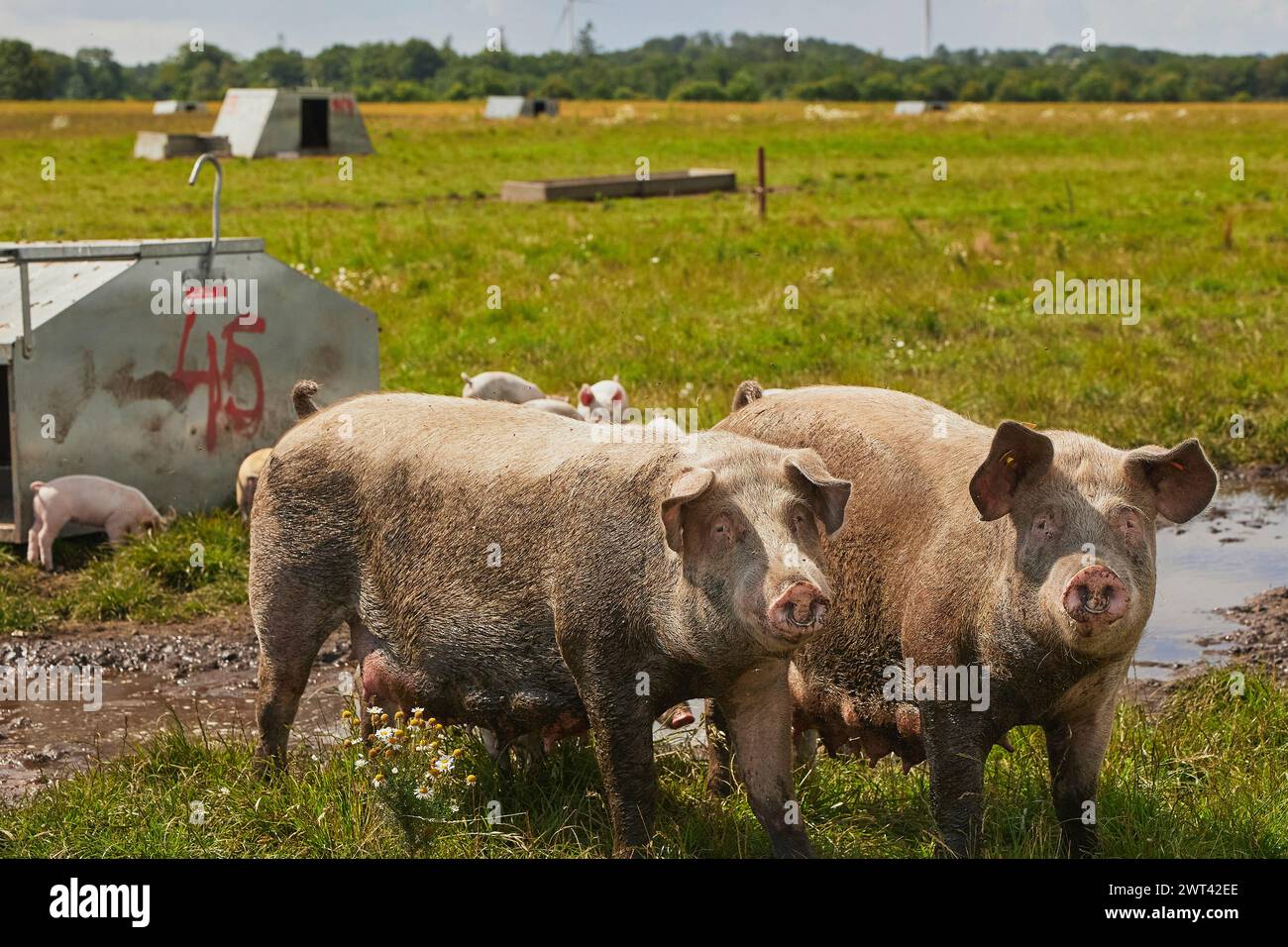 Eco pig farm in the field in Denmark Stock Photo - Alamy