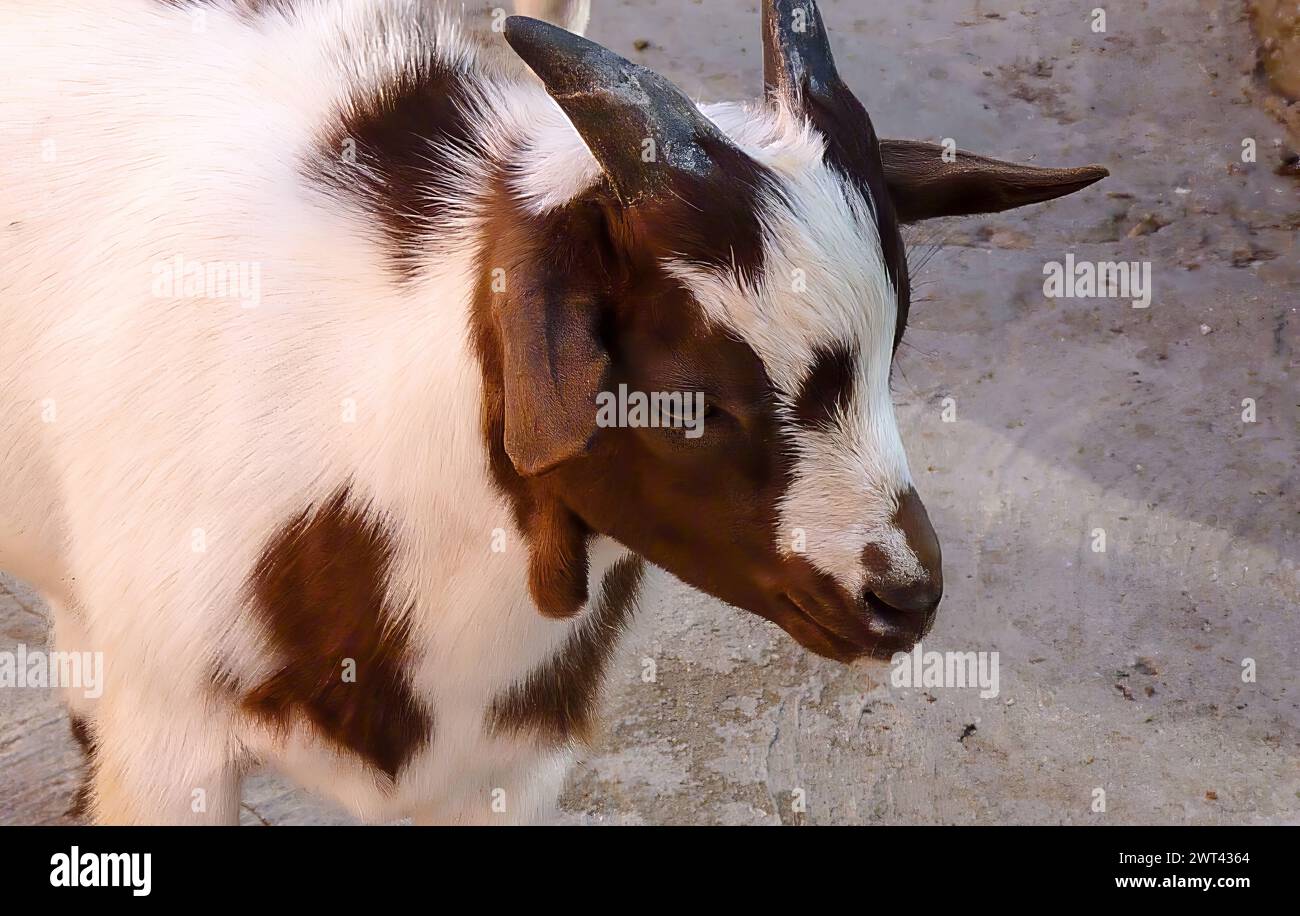 Curious brown and white spotted goat with horns explores a concrete pen ...
