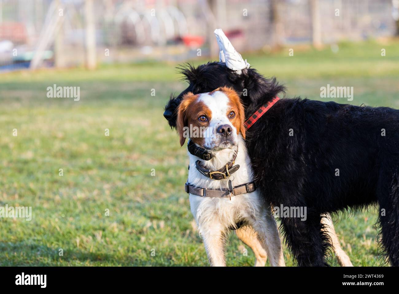 Two dogs playing in green grass with trees and people in the background ...
