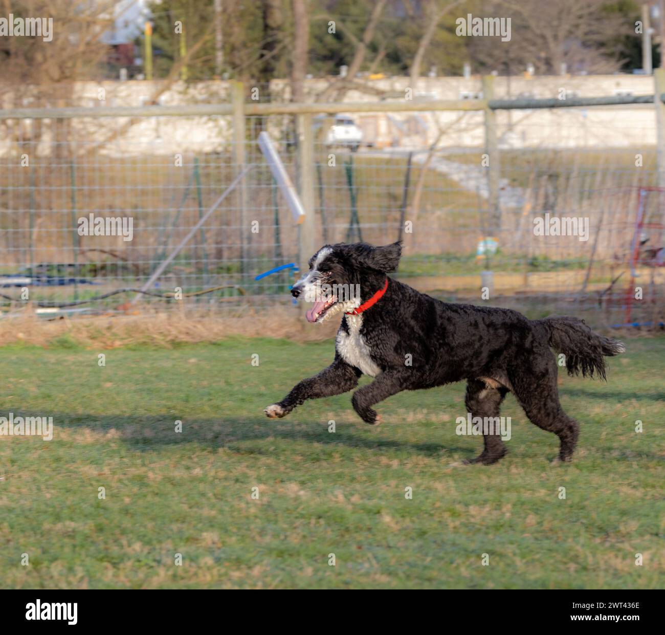 A dog happily chasing a frisbee outdoors Stock Photo - Alamy