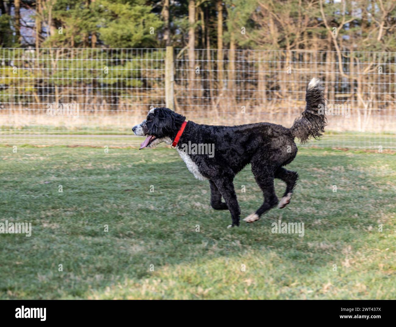 A dog running on grass in bright daylight with trees in background ...