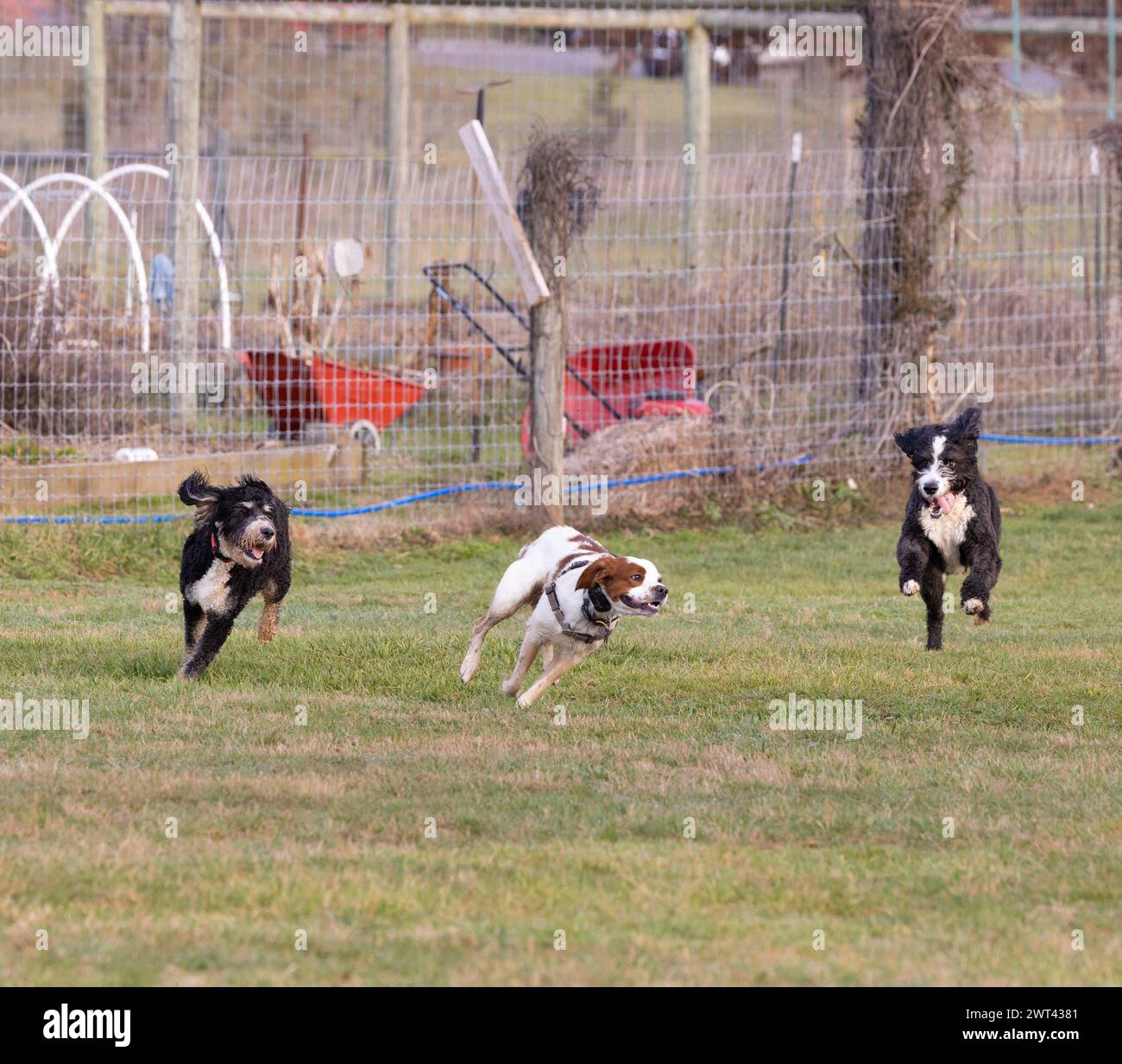 Three dogs playing in a field near a fence with a dog toy Stock Photo ...