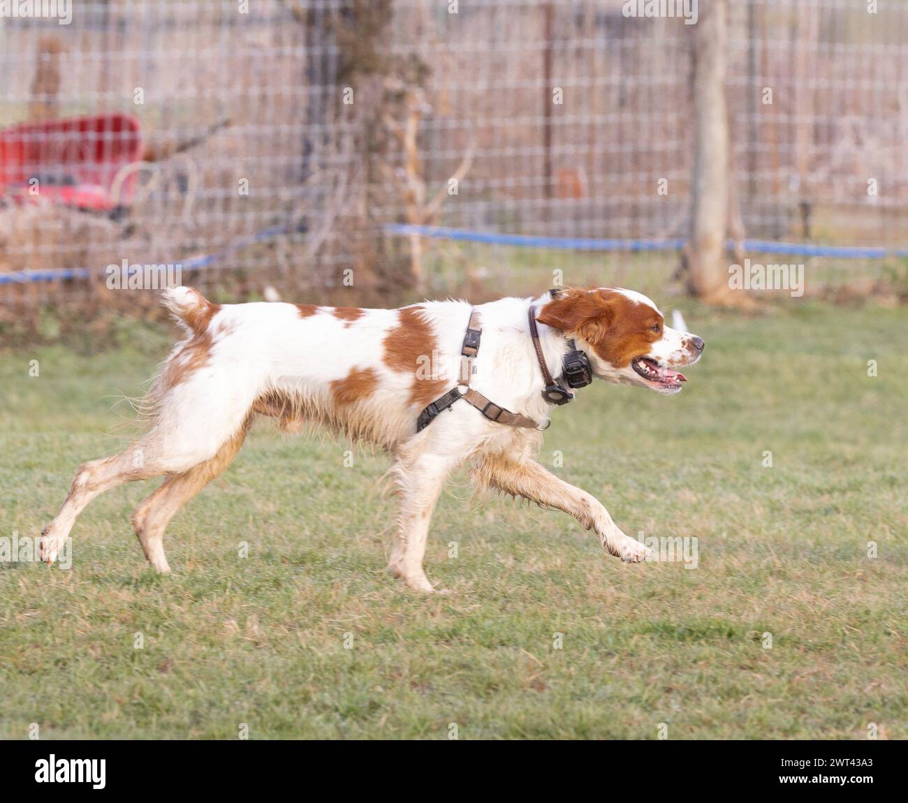 A brown and white dog sprinting on lush green grass beside a fence ...