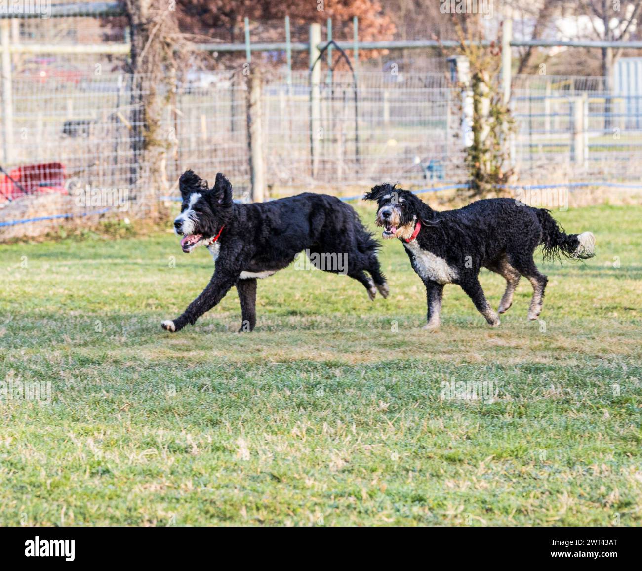Two black dogs playing on grass in fenced area with trees in background ...