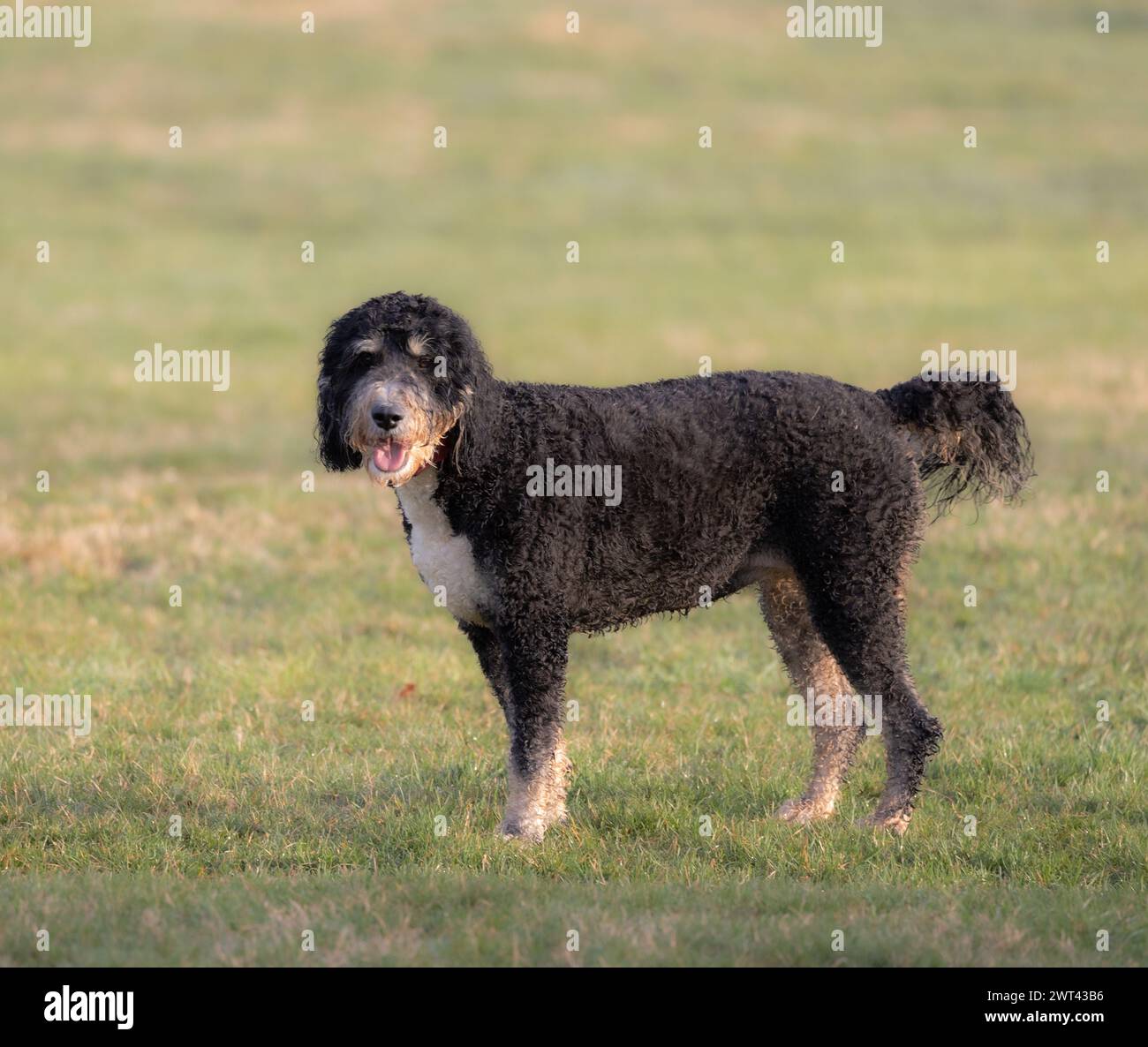 Beautiful dogs in field hi-res stock photography and images - Alamy